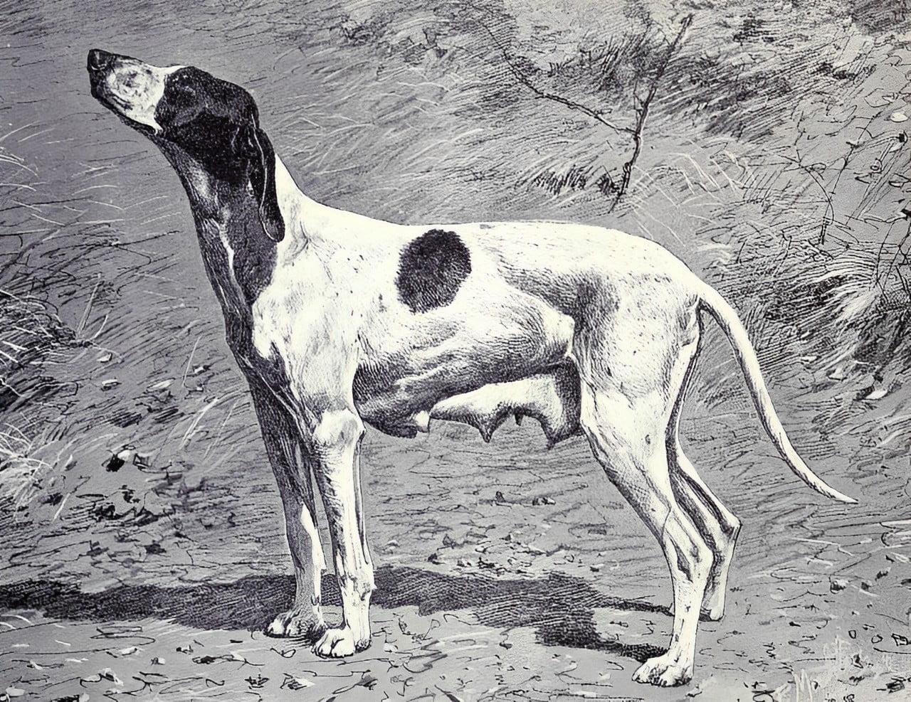 Braque Dupuy | Expertentipps zu Hundeernährung, Training und Hunderassen