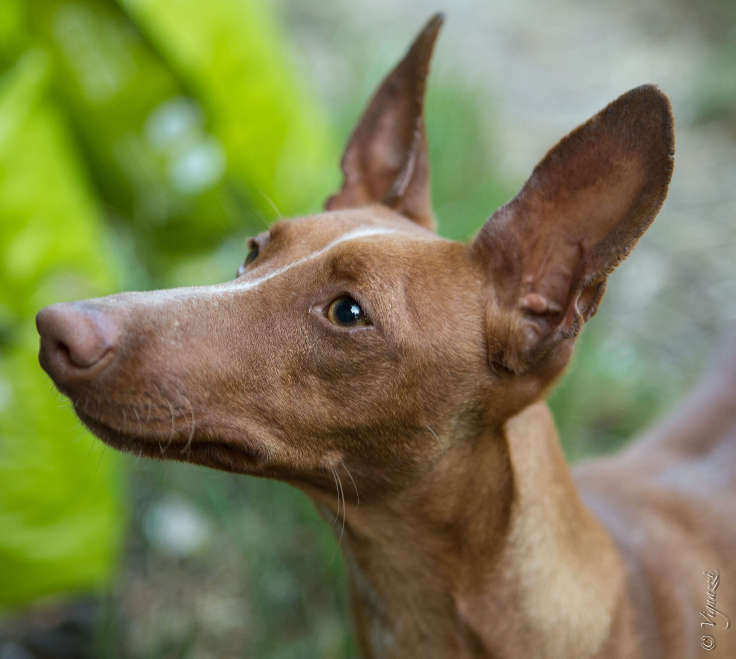 Cirneco dell’Etna (Sizilianischer Windhund) | Expertentipps zu ...