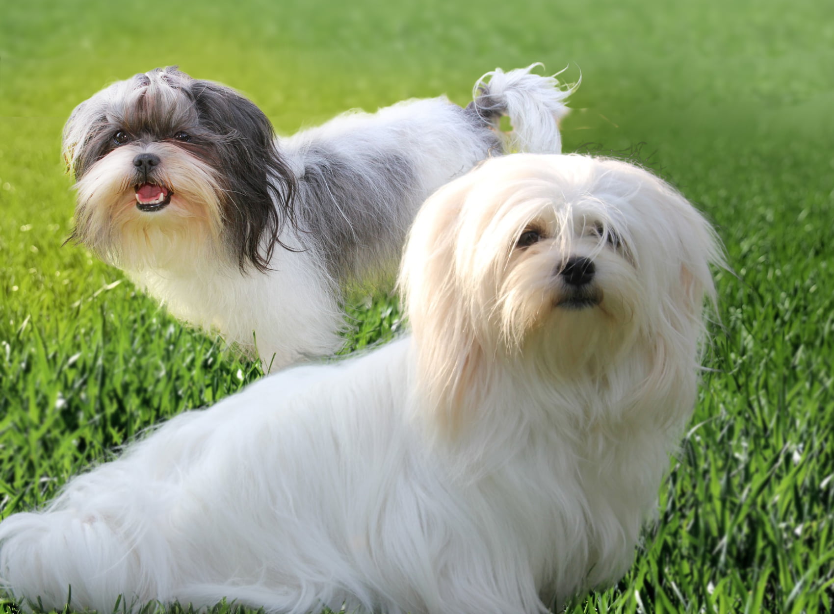 Kyi-Leo | Expertentipps zu Hundeernährung, Training und Hunderassen