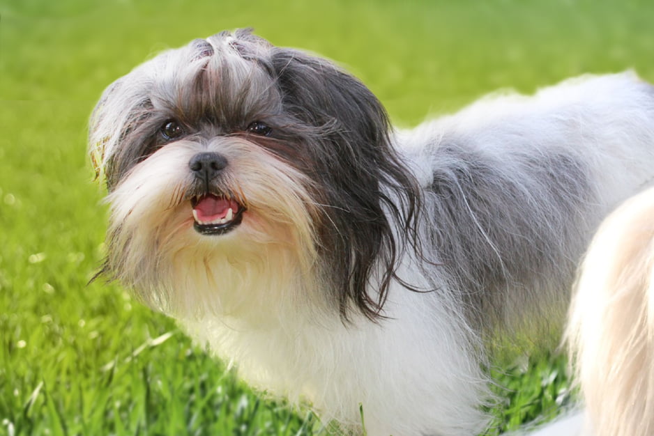 Kyi-Leo | Expertentipps zu Hundeernährung, Training und Hunderassen