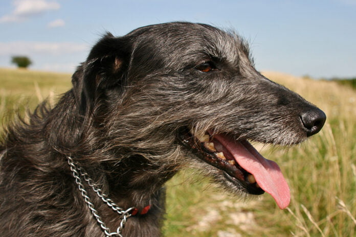 Lurcher | Expertentipps zu Hundeernährung, Training und Hunderassen
